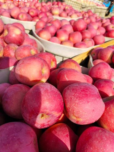 红富士苹果哪里最出名_红富士苹果产地排名-第2张图片-山城妙识