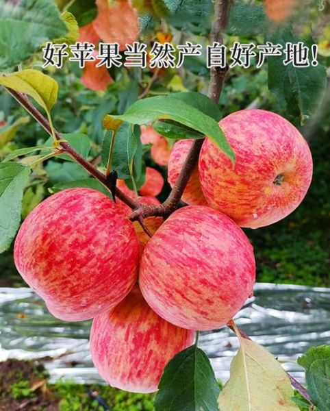 红富士苹果哪里最出名_红富士苹果产地排名-第3张图片-山城妙识