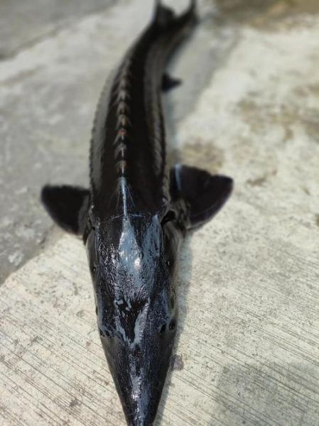 中华鲟鱼吃什么饲料_中华鲟饲料配方-第3张图片-山城妙识