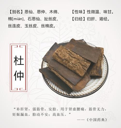 生杜仲的功效与作用_生杜仲怎么吃效果最好-第1张图片-山城妙识 生杜仲的功效与作用_生杜仲怎么吃效果最好-第1张图片-山城妙识