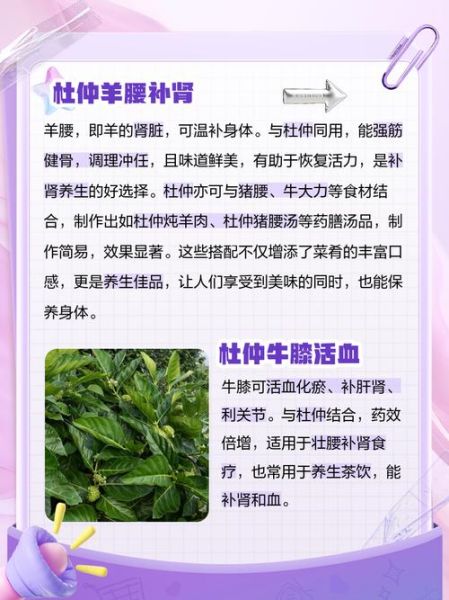 生杜仲的功效与作用_生杜仲怎么吃效果最好-第3张图片-山城妙识 生杜仲的功效与作用_生杜仲怎么吃效果最好-第3张图片-山城妙识