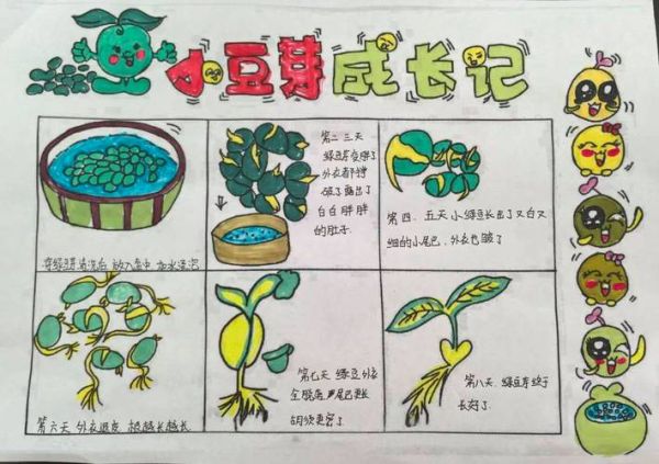 豆芽一周生长记录_如何在家快速发豆芽-第3张图片-山城妙识
