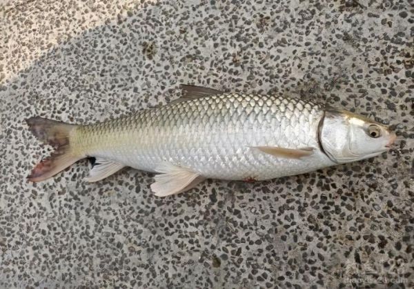 土鲮鱼嘴巴图片_土鲮鱼嘴型特征-第1张图片-山城妙识 土鲮鱼嘴巴图片_土鲮鱼嘴型特征-第1张图片-山城妙识