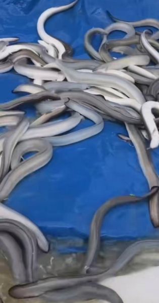 白鳝养殖技术_白鳝养殖成本利润-第1张图片-山城妙识