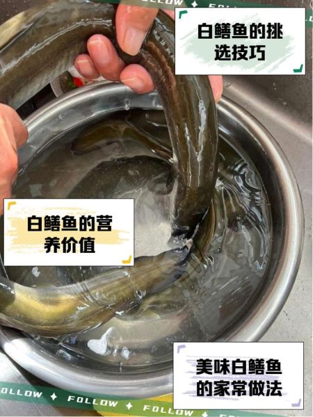 白鳝养殖技术_白鳝养殖成本利润-第3张图片-山城妙识