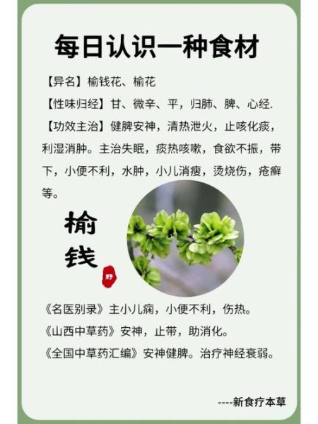 榆钱怎么吃_榆钱的功效与作用-第1张图片-山城妙识