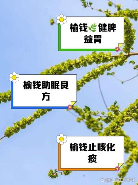 榆钱怎么吃_榆钱的功效与作用-第3张图片-山城妙识