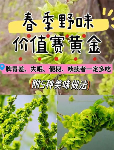 榆钱怎么吃_榆钱的功效与作用-第2张图片-山城妙识