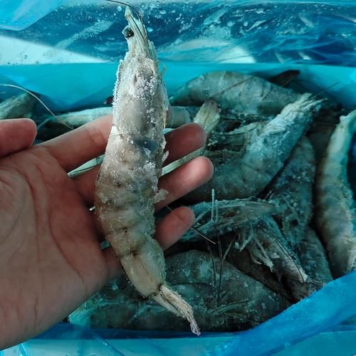 厄瓜多尔白虾多少钱一斤_厄瓜多尔白虾怎么做好吃-第1张图片-山城妙识 厄瓜多尔白虾多少钱一斤_厄瓜多尔白虾怎么做好吃-第1张图片-山城妙识