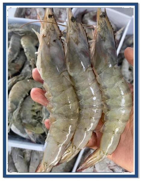 厄瓜多尔白虾多少钱一斤_厄瓜多尔白虾怎么做好吃-第2张图片-山城妙识 厄瓜多尔白虾多少钱一斤_厄瓜多尔白虾怎么做好吃-第2张图片-山城妙识