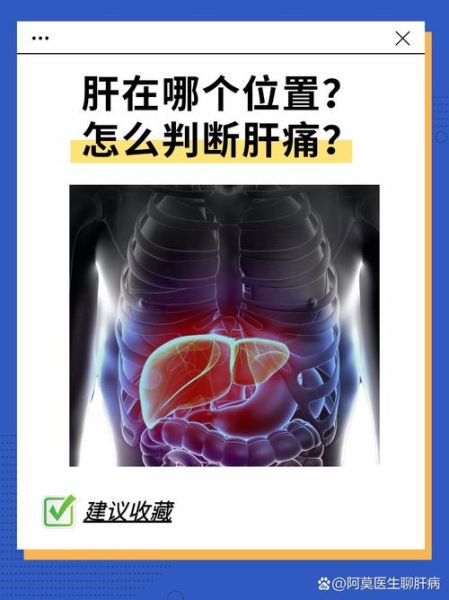 肝区疼痛位置图_肝区疼痛是哪个部位-第1张图片-山城妙识 肝区疼痛位置图_肝区疼痛是哪个部位-第1张图片-山城妙识