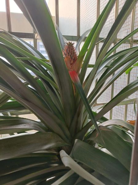 菠萝开花多久结果_菠萝开花后怎么养护-第1张图片-山城妙识