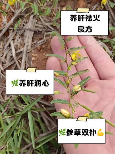 养肝草炖汤的做法_养肝草炖汤有什么功效-第1张图片-山城妙识