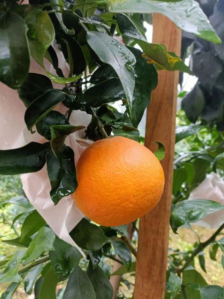 果冻橙怎么挑选_果冻橙为什么叫果冻橙-第3张图片-山城妙识