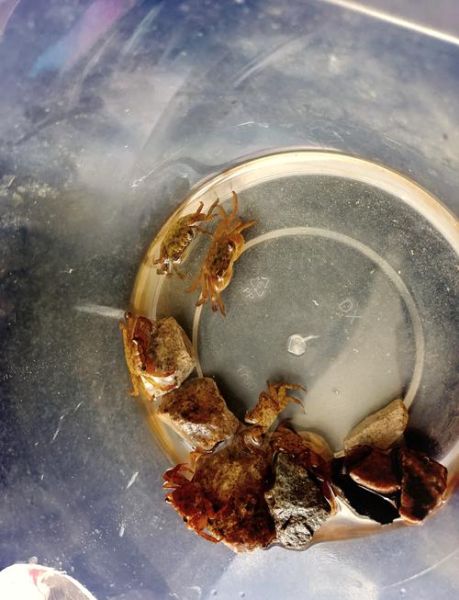 海螃蟹能冷冻保存吗_海螃蟹冷冻后口感会变差吗-第3张图片-山城妙识