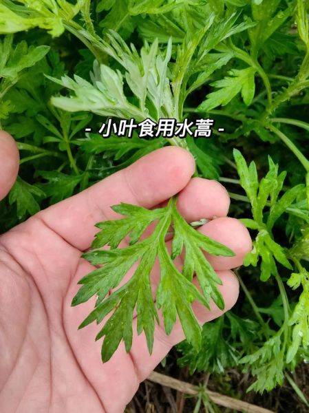 艾草和青蒿的区别图片_如何一眼分辨-第3张图片-山城妙识