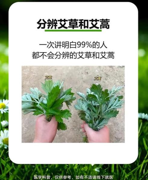 艾草和青蒿的区别图片_如何一眼分辨-第2张图片-山城妙识