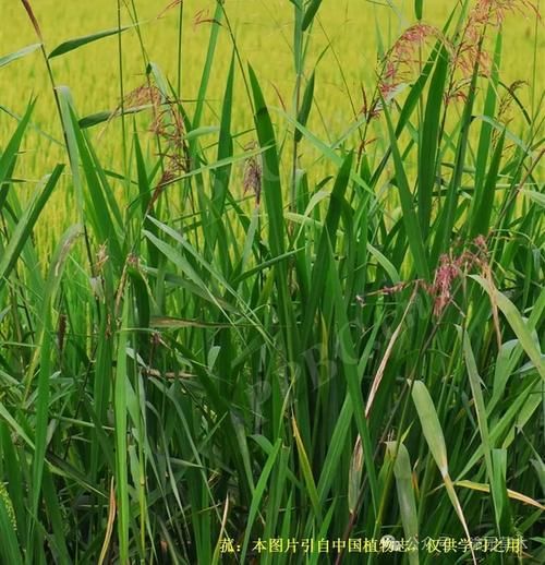 山东粽叶是什么植物的叶子_山东粽叶和芦苇叶区别-第3张图片-山城妙识