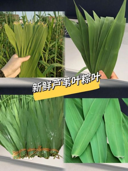 山东粽叶是什么植物的叶子_山东粽叶和芦苇叶区别-第2张图片-山城妙识