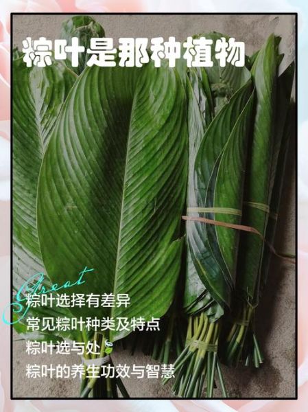 山东粽叶是什么植物的叶子_山东粽叶和芦苇叶区别-第1张图片-山城妙识