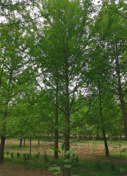 银杏树价格多少钱一棵_银杏树价格表2024最新-第2张图片-山城妙识