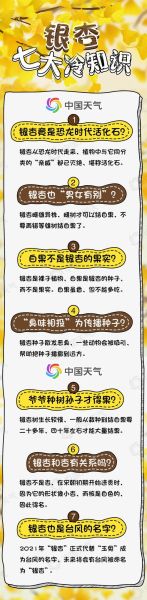 银杏树价格多少钱一棵_银杏树价格表2024最新-第3张图片-山城妙识