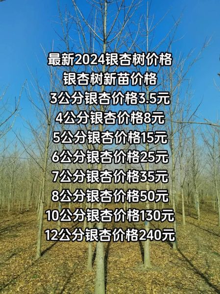 银杏树价格多少钱一棵_银杏树价格表2024最新-第1张图片-山城妙识