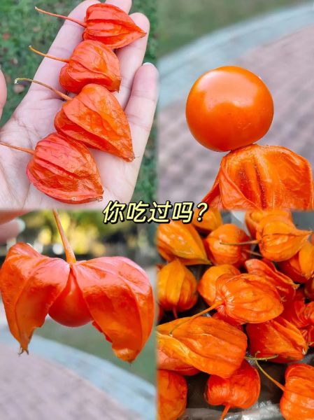 红菇娘的功效与作用有哪些_红菇娘的营养价值高吗-第2张图片-山城妙识