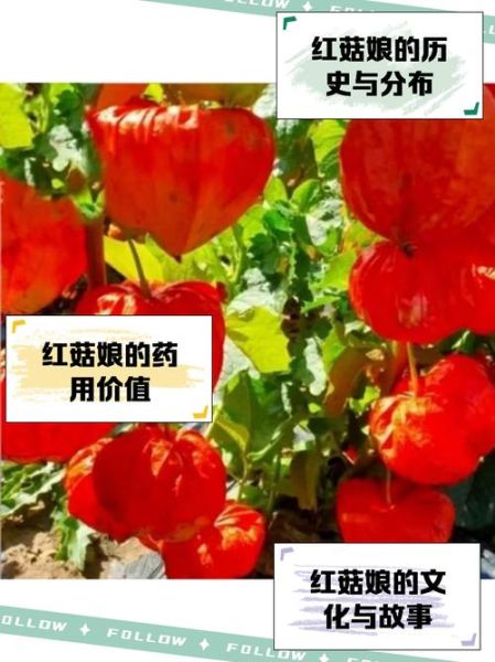 红菇娘的功效与作用有哪些_红菇娘的营养价值高吗-第1张图片-山城妙识