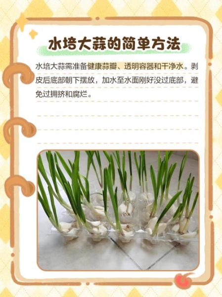 水培蒜苗怎么种_水培蒜苗多久能吃-第3张图片-山城妙识