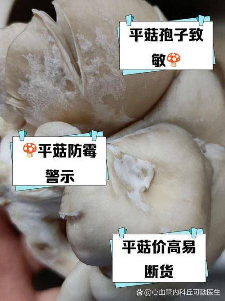 平菇不能和什么一起吃_平菇与哪些食物相克-第1张图片-山城妙识