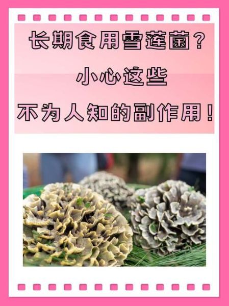 雪莲菌的正确吃法_雪莲菌怎么吃最好-第3张图片-山城妙识