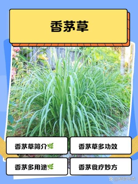 香茅草长什么样_香茅草图片怎么识别-第1张图片-山城妙识