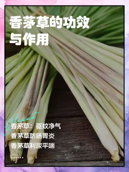 香茅草的功效与禁忌_香茅泡水喝的副作用-第1张图片-山城妙识 香茅草的功效与禁忌_香茅泡水喝的副作用-第1张图片-山城妙识