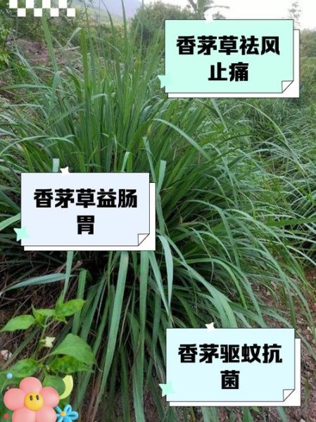 香茅草的功效与禁忌_香茅泡水喝的副作用-第2张图片-山城妙识 香茅草的功效与禁忌_香茅泡水喝的副作用-第2张图片-山城妙识