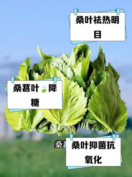 桑树叶泡水有什么功效_桑树叶泡水能降血糖吗-第1张图片-山城妙识 桑树叶泡水有什么功效_桑树叶泡水能降血糖吗-第1张图片-山城妙识