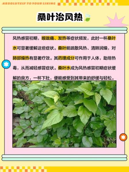 桑树叶泡水有什么功效_桑树叶泡水能降血糖吗-第3张图片-山城妙识 桑树叶泡水有什么功效_桑树叶泡水能降血糖吗-第3张图片-山城妙识