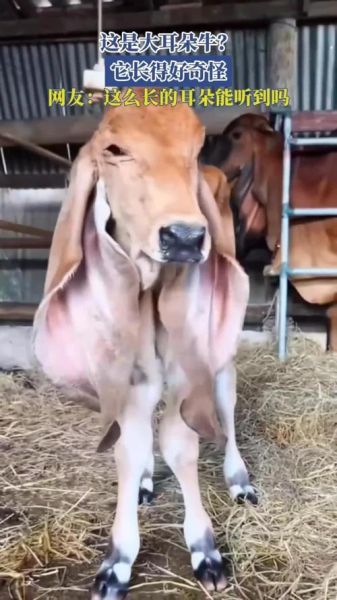 牛耳朵长什么样_牛耳朵有什么特点-第2张图片-山城妙识