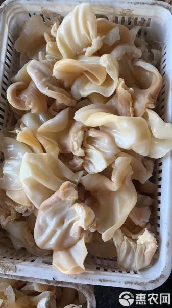 牛耳朵长什么样_牛耳朵有什么特点-第3张图片-山城妙识