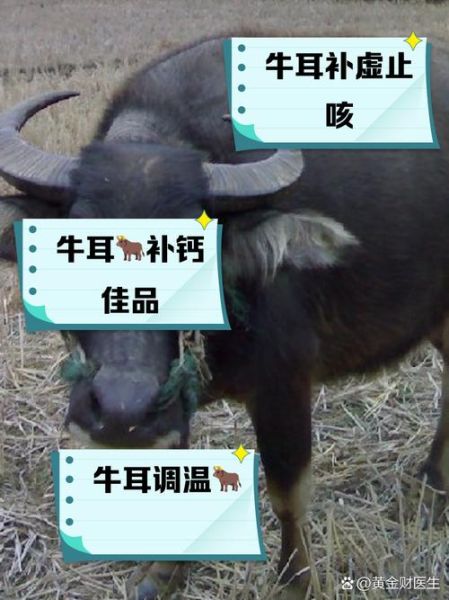 牛耳朵长什么样_牛耳朵有什么特点-第1张图片-山城妙识