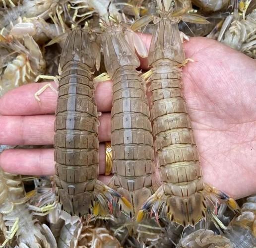 虾爬子蒸几分钟_虾爬子蒸多久才熟-第2张图片-山城妙识