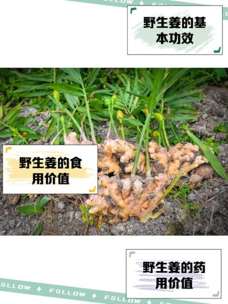 野生姜的功效与作用_野生姜怎么吃效果最好-第1张图片-山城妙识