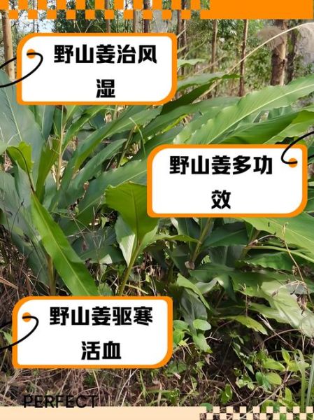 野生姜的功效与作用_野生姜怎么吃效果最好-第2张图片-山城妙识