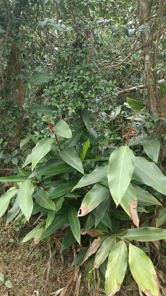 野生姜的功效与作用_野生姜怎么吃效果最好-第3张图片-山城妙识