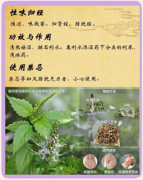 清热祛湿的中药有哪些_湿气重吃什么中药好-第3张图片-山城妙识