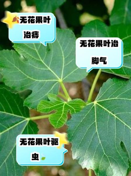 无花果叶子治疗痔疮有效吗_怎么用-第1张图片-山城妙识 无花果叶子治疗痔疮有效吗_怎么用-第1张图片-山城妙识