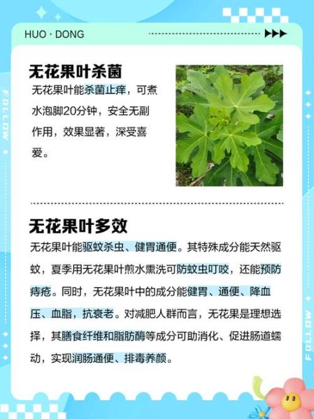 无花果叶子治疗痔疮有效吗_怎么用-第2张图片-山城妙识 无花果叶子治疗痔疮有效吗_怎么用-第2张图片-山城妙识