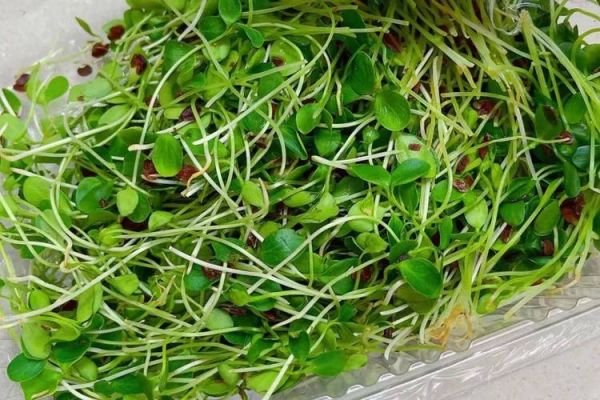 芽菜是什么菜_芽菜和豆芽的区别-第1张图片-山城妙识