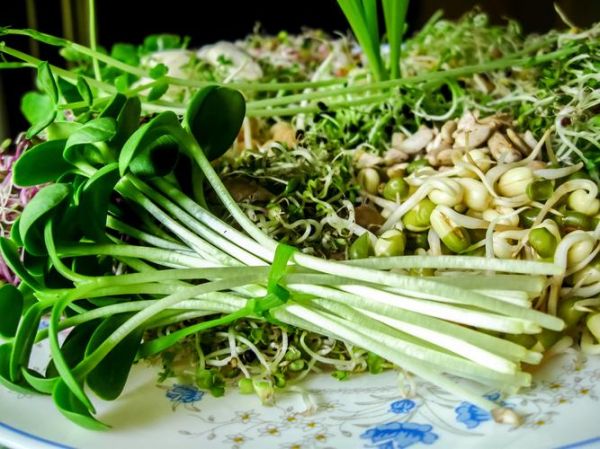 芽菜是什么菜_芽菜和豆芽的区别-第3张图片-山城妙识