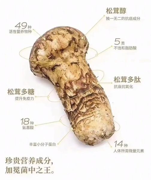 松茸怎么吃最好吃_松茸怎么保存才新鲜-第2张图片-山城妙识